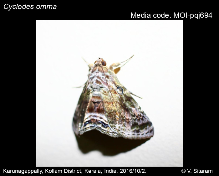 Cyclodes omma | Moths